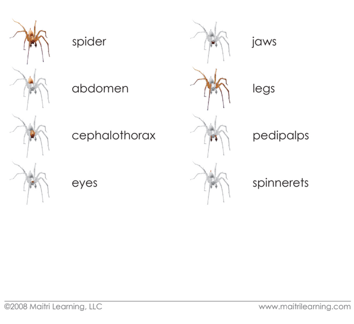 Montessori Spider Definition Cards