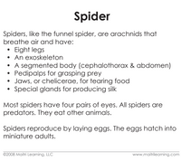 Montessori Spider Definition Cards