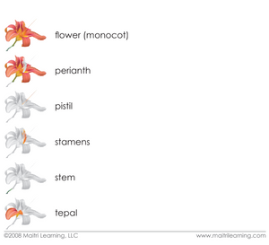 Montessori Flower Definition Cards