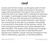 Montessori Leaf Definition Cards