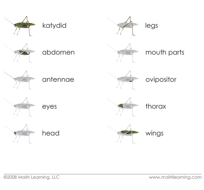 Montessori "Parts of" the Katydid Reading Classification Cards
