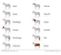 Montessori "Parts of" the Horse Reading Classification Cards