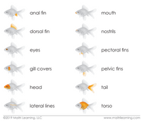 Montessori "Parts of" the Fish Reading Classification Cards