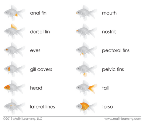 Parts of the Fish Book – Maitri Learning