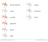 Parts of the Flower (Dicot) Book & Card Set