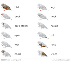 Montessori "Parts of" the Bird Reading Classification Cards