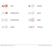 Montessori "Parts of" the Ant Reading Classification Cards