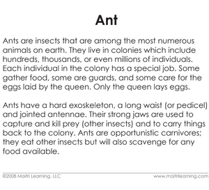 Montessori "Parts of" the Ant Reading Classification Cards