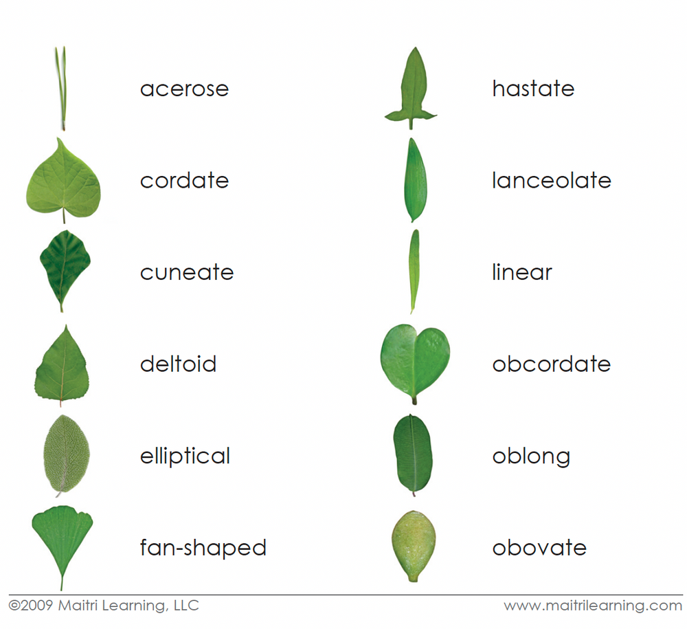 Montessori Leaf Shape (Botany Cabinet) Definition Cards