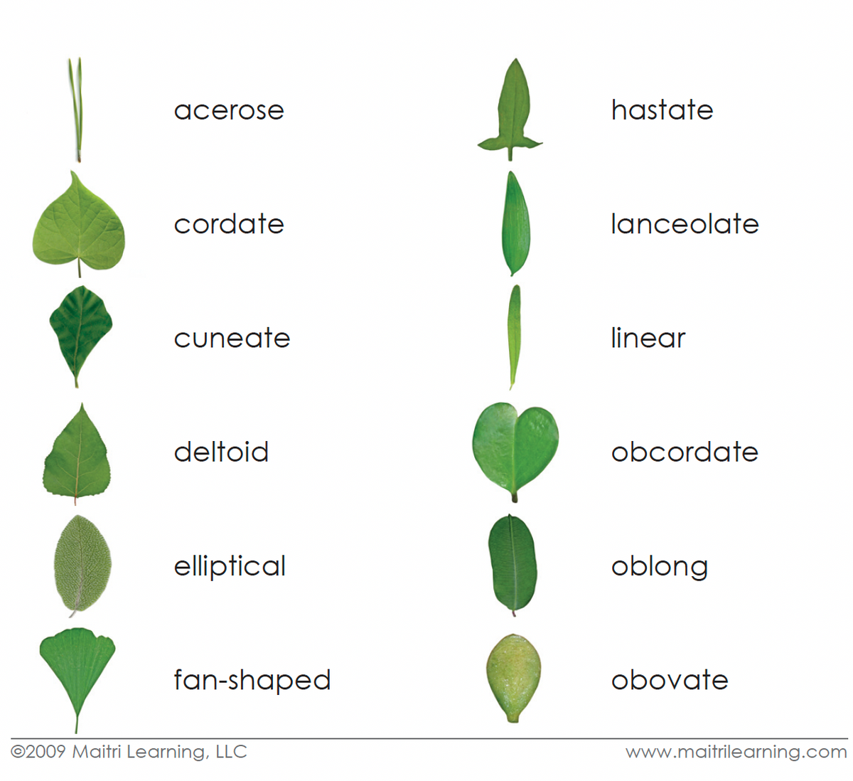 Montessori Leaf Shape (Botany Cabinet) Definition Cards