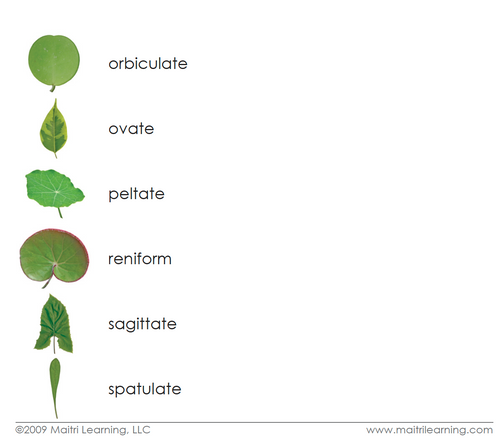 Montessori Leaf Shape (Botany Cabinet) Definition Cards