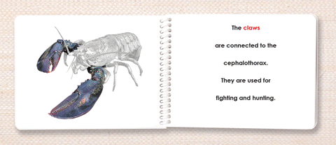 Montessori Invertebrate Anatomy Book Set – Maitri Learning