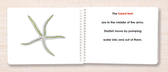 Montessori Invertebrate Anatomy Book Set