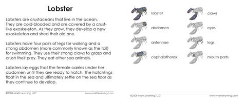 Parts of the Invertebrate Vocabulary Cards – Maitri Learning