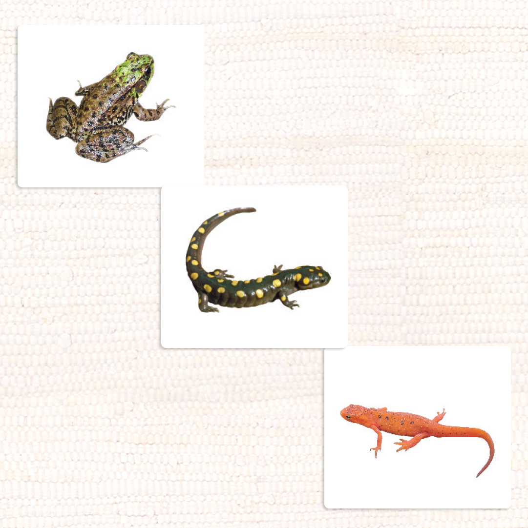 Amphibians Montessori Vocabulary Cards