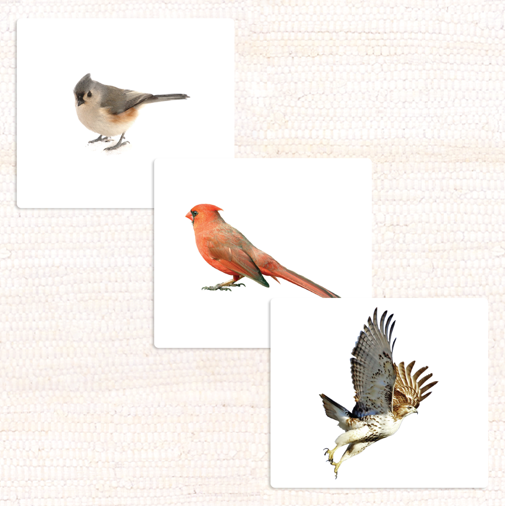 Birds Montessori Vocabulary Cards