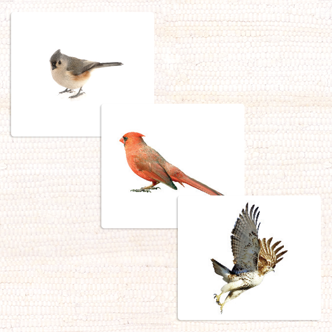 Montessori Basic Vocabulary Card Set