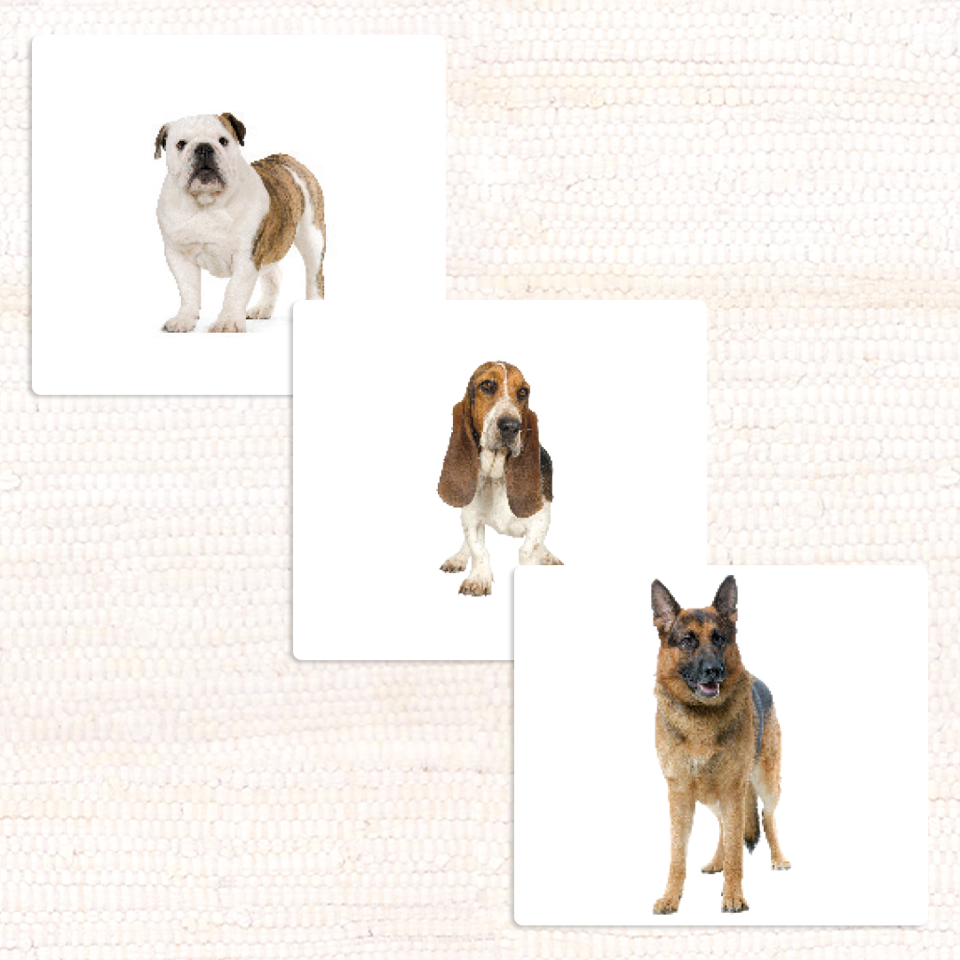 Montessori Basic Vocabulary Card Set