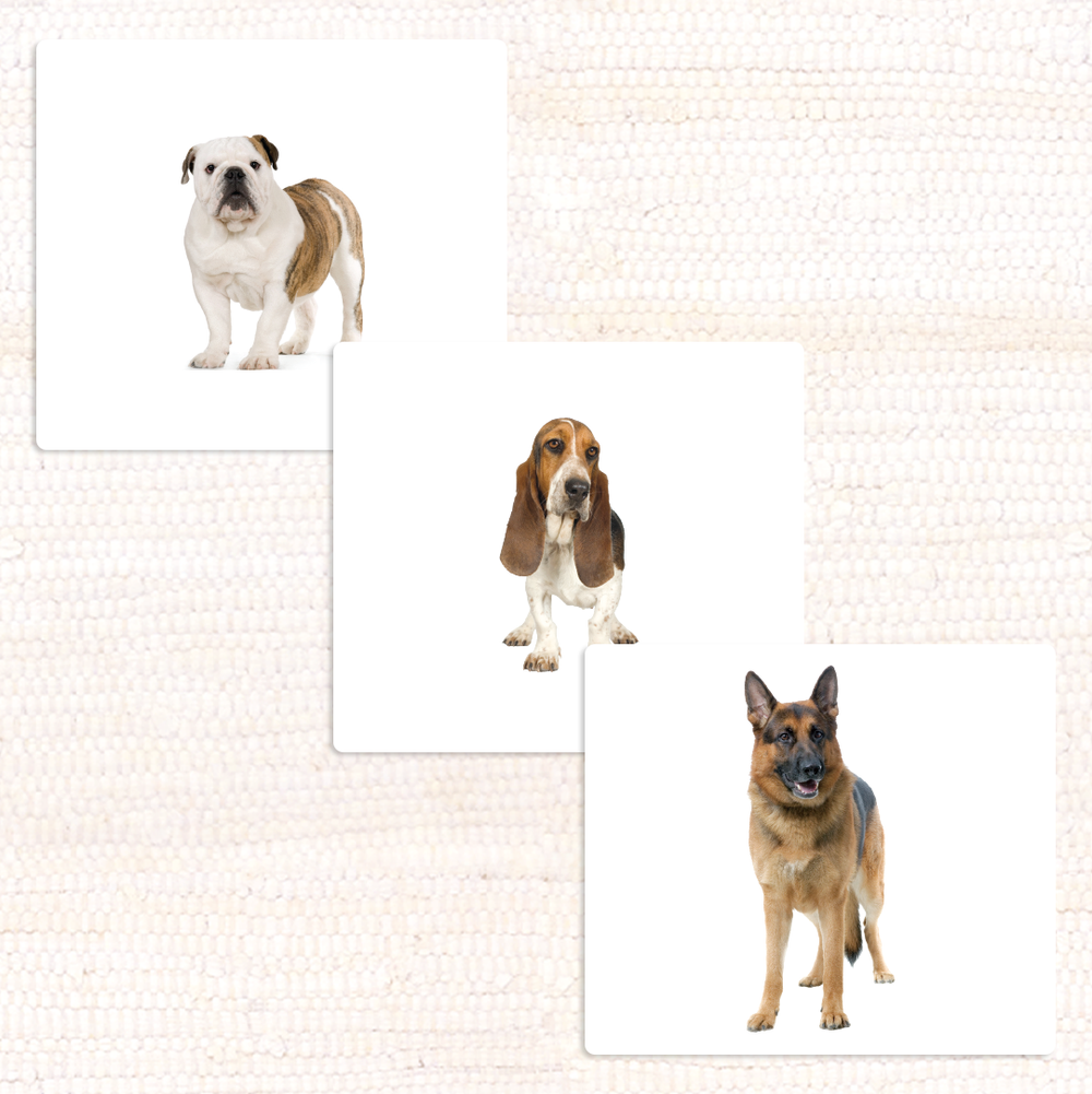 Dogs Montessori Vocabulary Cards