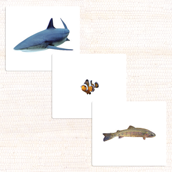 Fish Montessori Vocabulary Cards