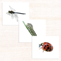 Insects Montessori Vocabulary Cards