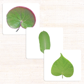 Leaf Shapes Book & Card Set