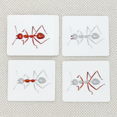 Parts of the Ant Book & Card Set
