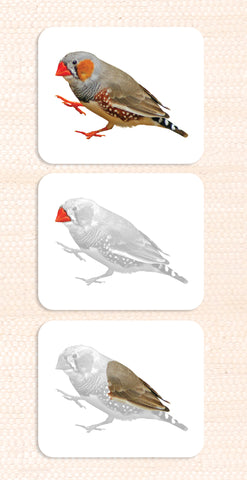 Parts of the Vertebrate Vocabulary Cards – Maitri Learning