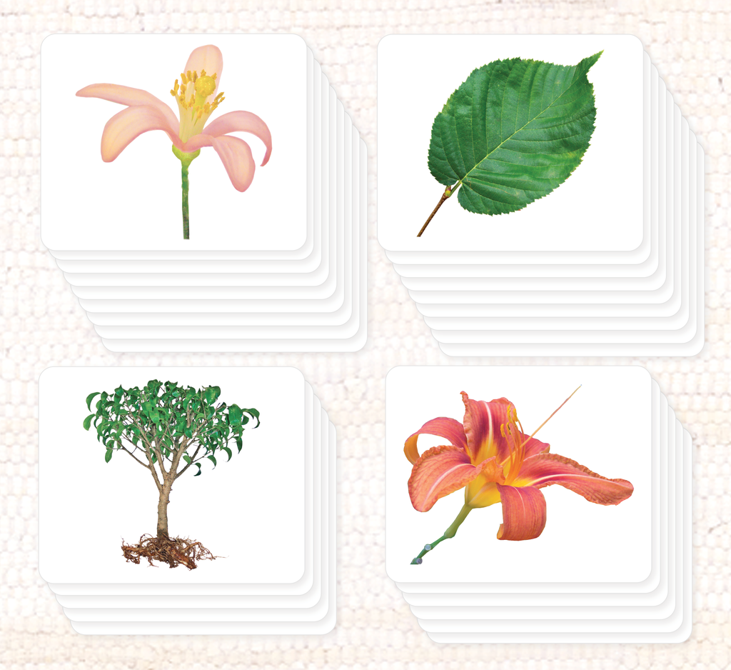 Parts of Botany Vocabulary Card Set – Maitri Learning