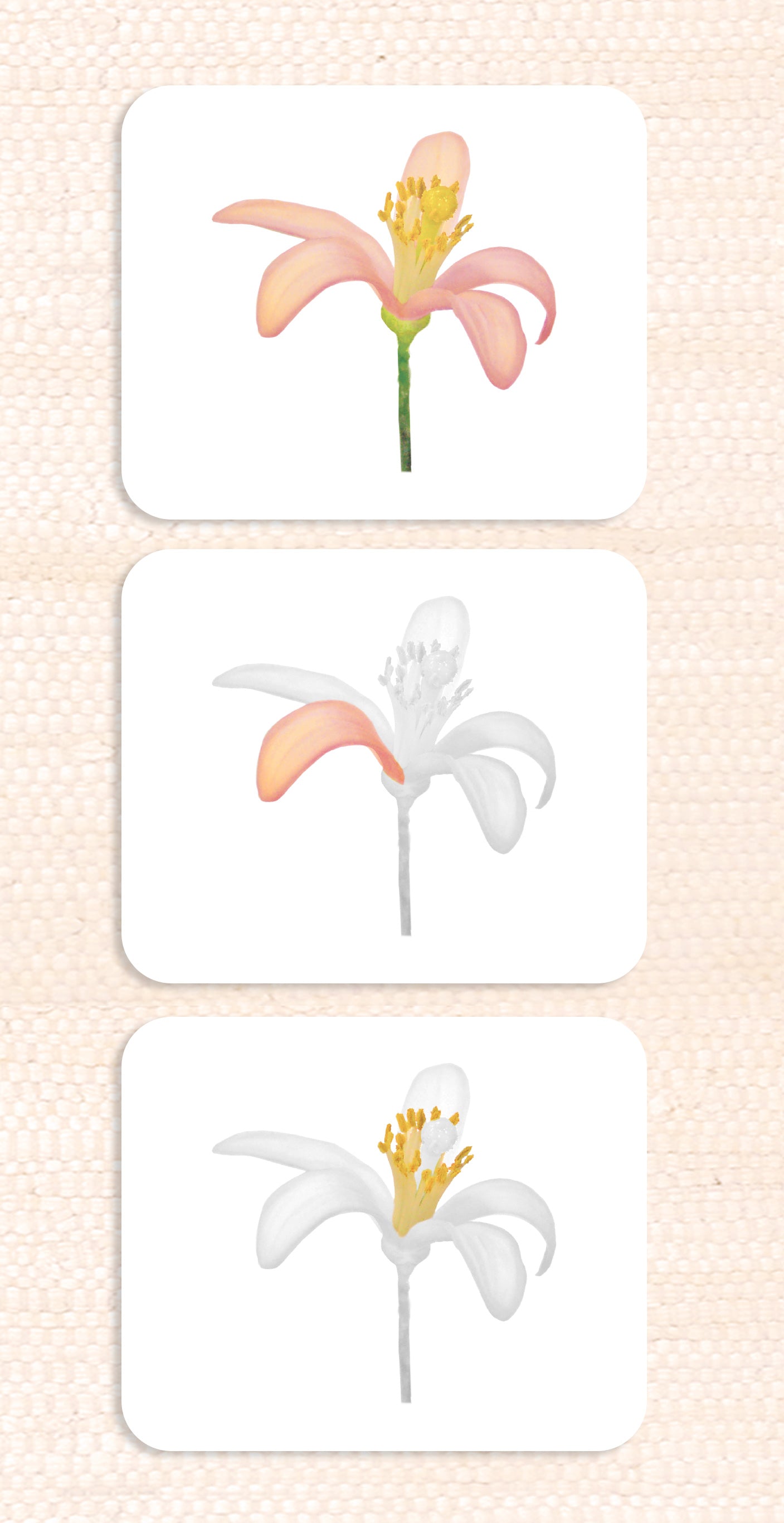 Parts of Botany Vocabulary Card Set – Maitri Learning