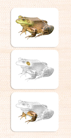 Parts of the Vertebrate Vocabulary Cards – Maitri Learning