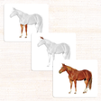 Parts of the Horse Book & Card Set