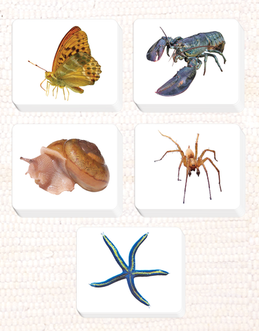 Parts of the Invertebrate Vocabulary Cards – Maitri Learning