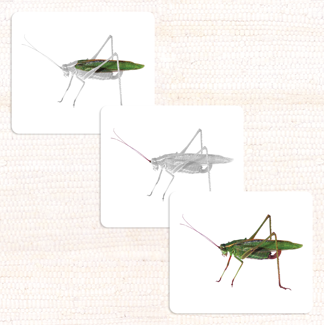 Parts of the Katydid Montessori Vocabulary Cards