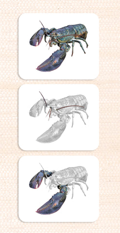 Parts of the Invertebrate Vocabulary Cards – Maitri Learning