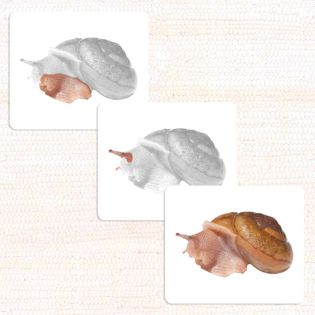Parts of the Snail Montessori Vocabulary Cards