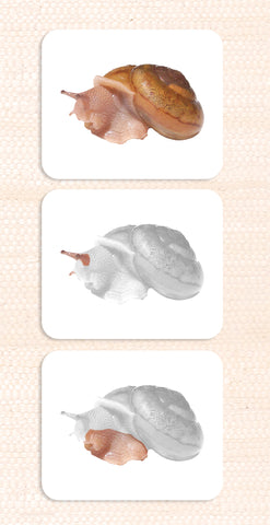 Parts of the Invertebrate Vocabulary Cards – Maitri Learning