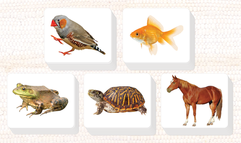 Parts of the Vertebrate Vocabulary Cards – Maitri Learning