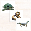 Reptiles Montessori Vocabulary Cards