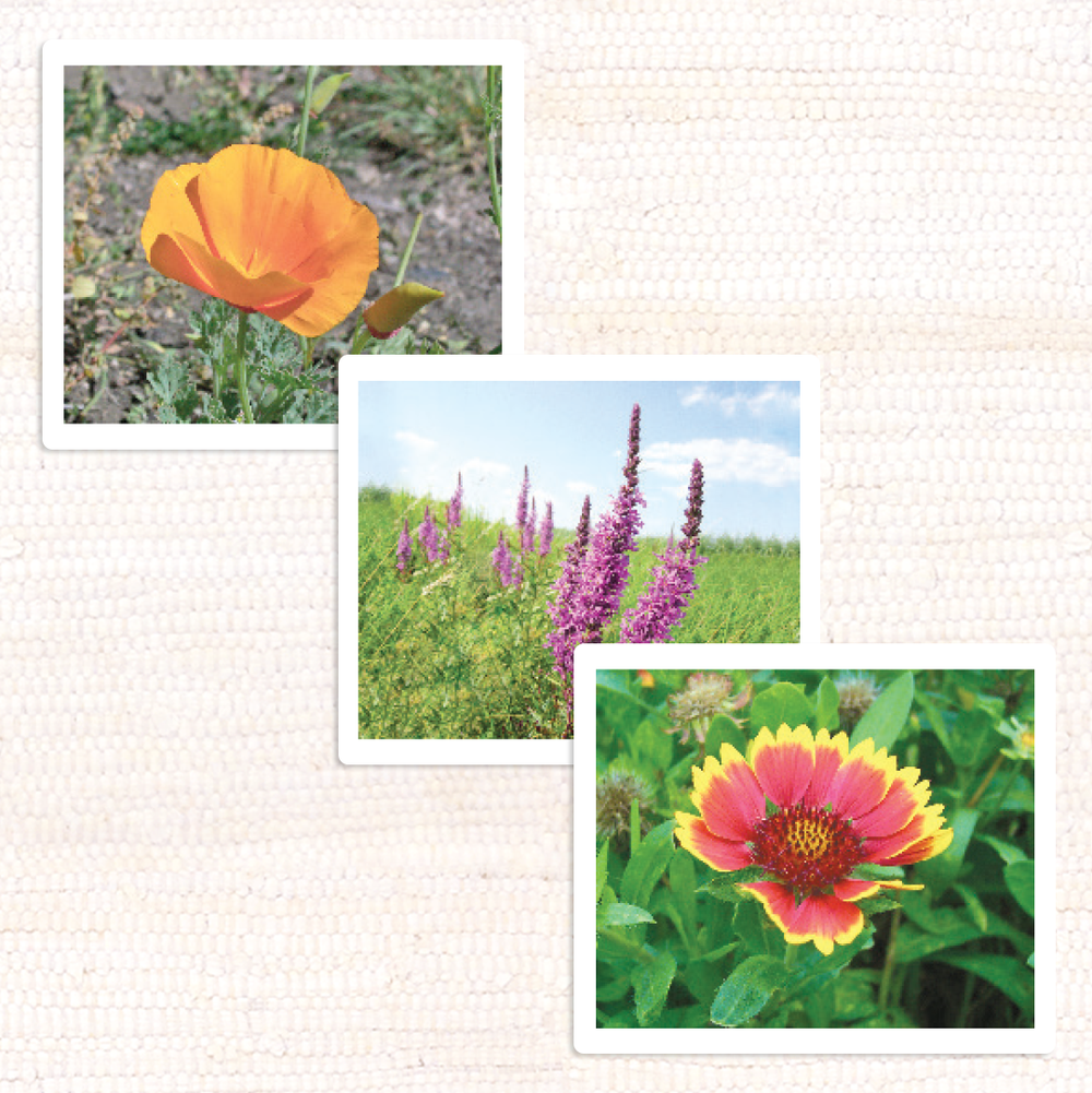 Wildflowers Montessori Vocabulary Cards