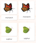 Butterflies Montessori 3-Part Cards