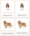 Dog Breeds Montessori 3-Part Cards