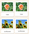 Garden Flowers Montessori Cards
