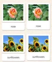 Garden Flowers Montessori Cards