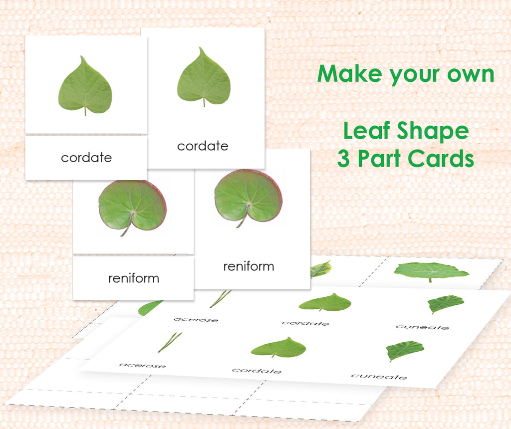 Leaf Shapes 3-Part Digital – Maitri Learning