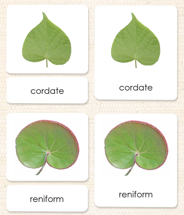 Leaf Shapes (Botany Cabinet) 3-Part Reading – Maitri Learning