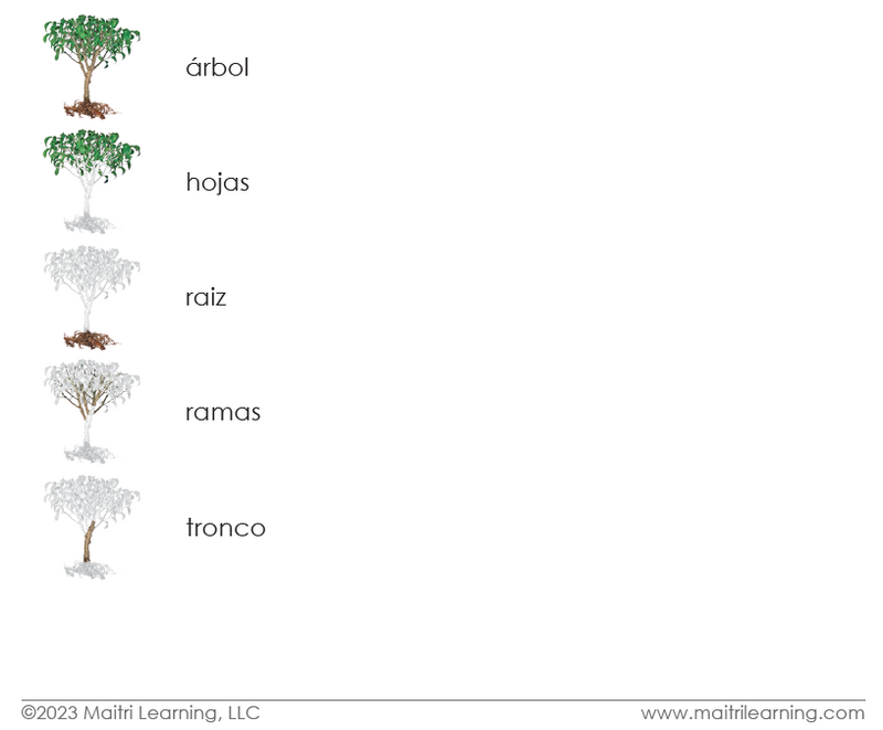 Montessori Partes del Árbol