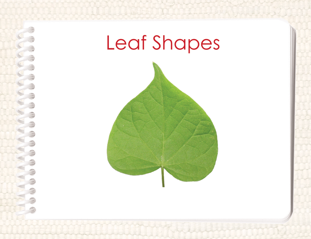Leaf Shapes (Botany Cabinet) Book