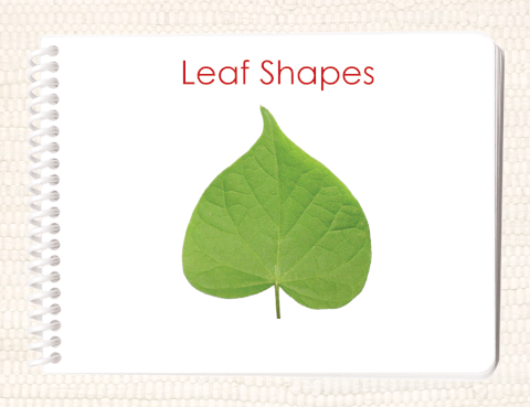 Leaf Shapes (Botany Cabinet) Book – Maitri Learning