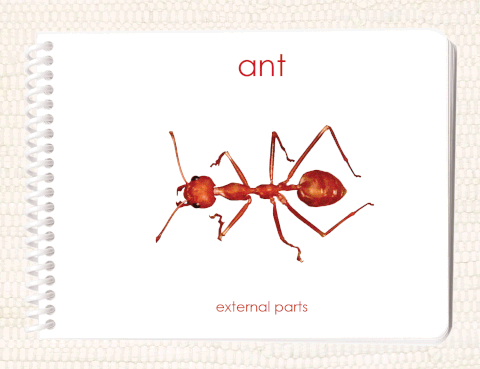 Parts of the Ant Book & Card Set – Maitri Learning